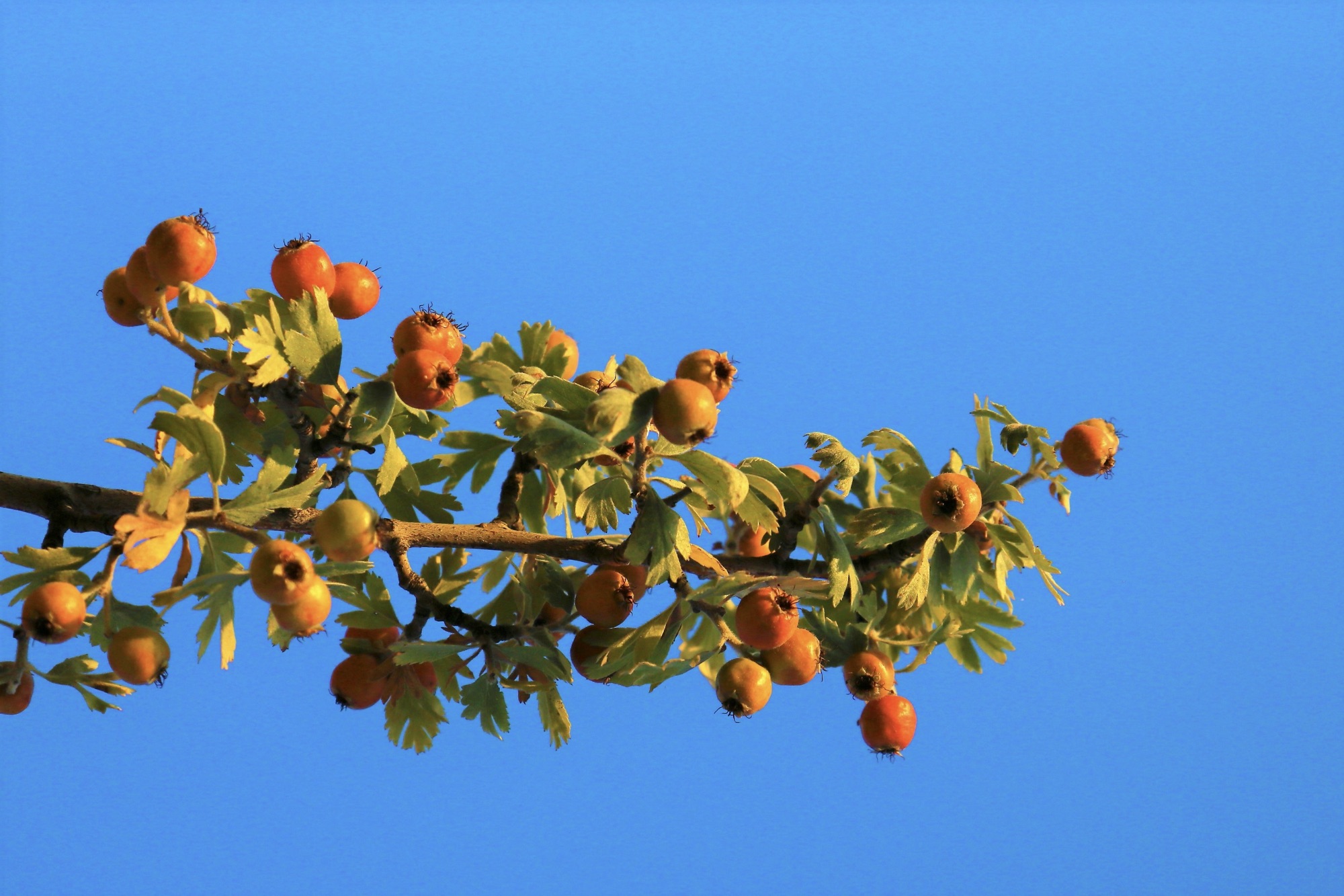 Producing Fruit | Devotions by Chris Hendrix